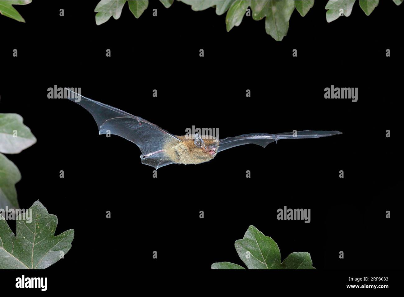 Common pipistrelle (Pipistrellus pipistrellus) in flight, highspeed ...