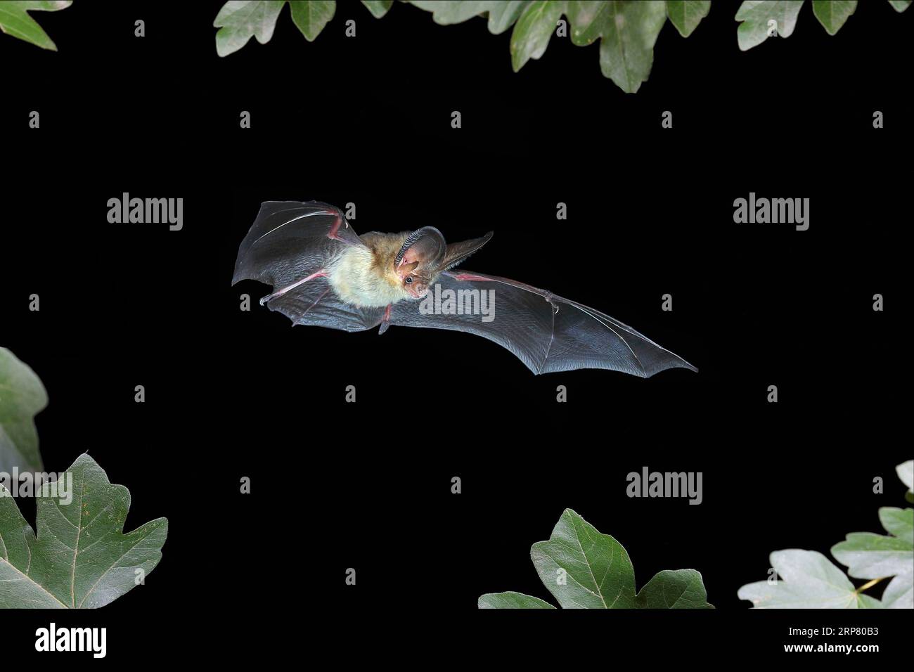Long eared bat in nature hi-res stock photography and images - Alamy