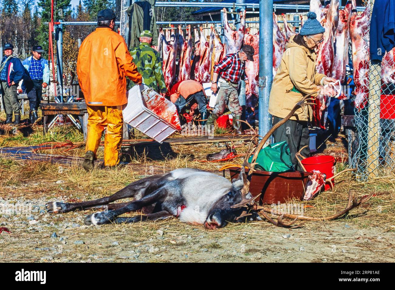 Dead reindeer at an outdoor slaughter place in northern Sweden at ...