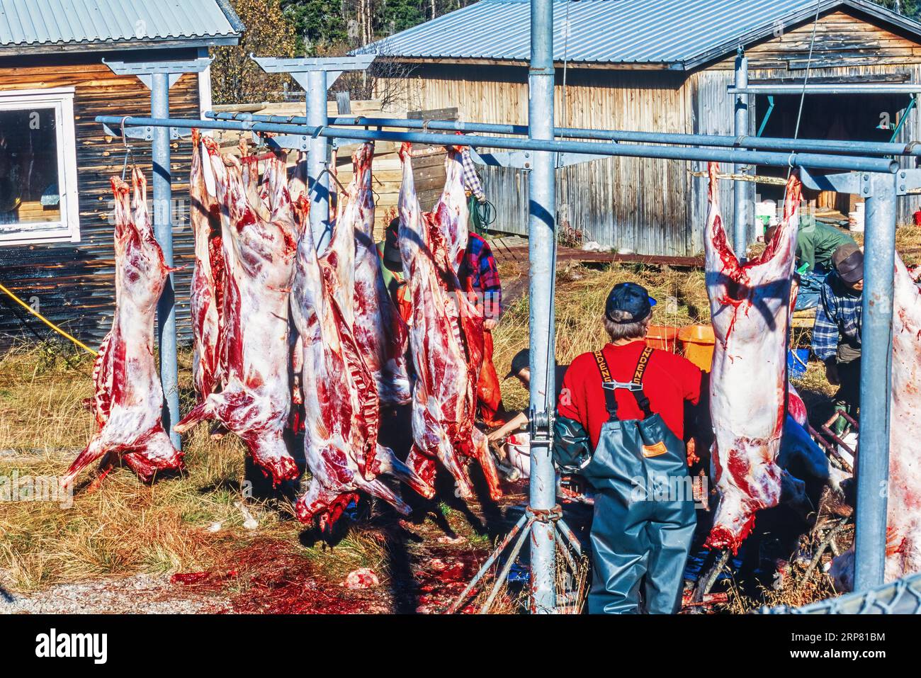 Dead reindeer hi-res stock photography and images - Alamy