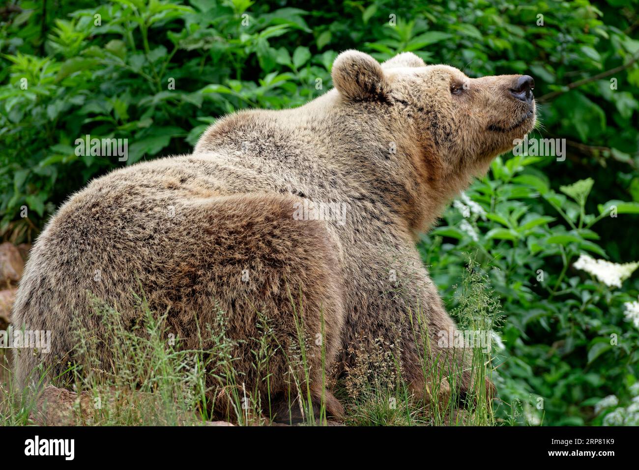 Brown bear in the bear sanctuary of Keterevo, a rescue centre in ...