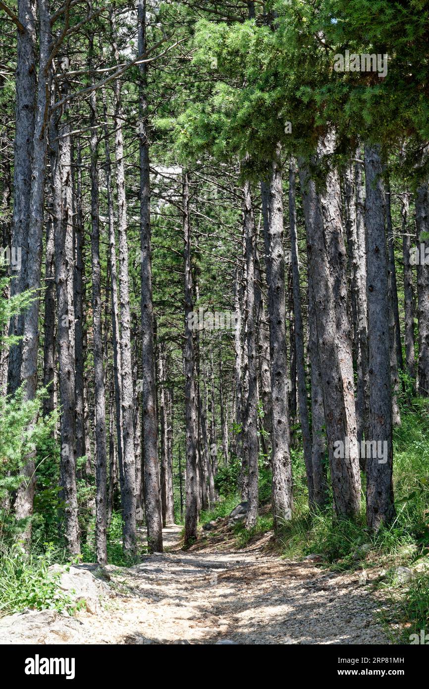 Natural hiking trail through the forest in Paklenica National Park in ...