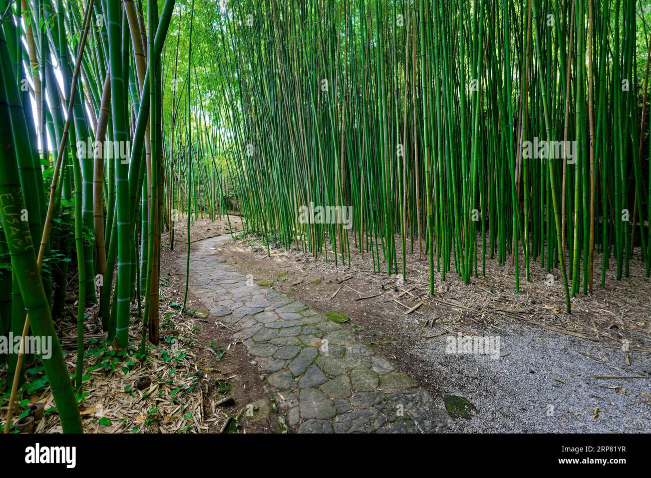 Bambus villa hi-res stock photography and images - Alamy