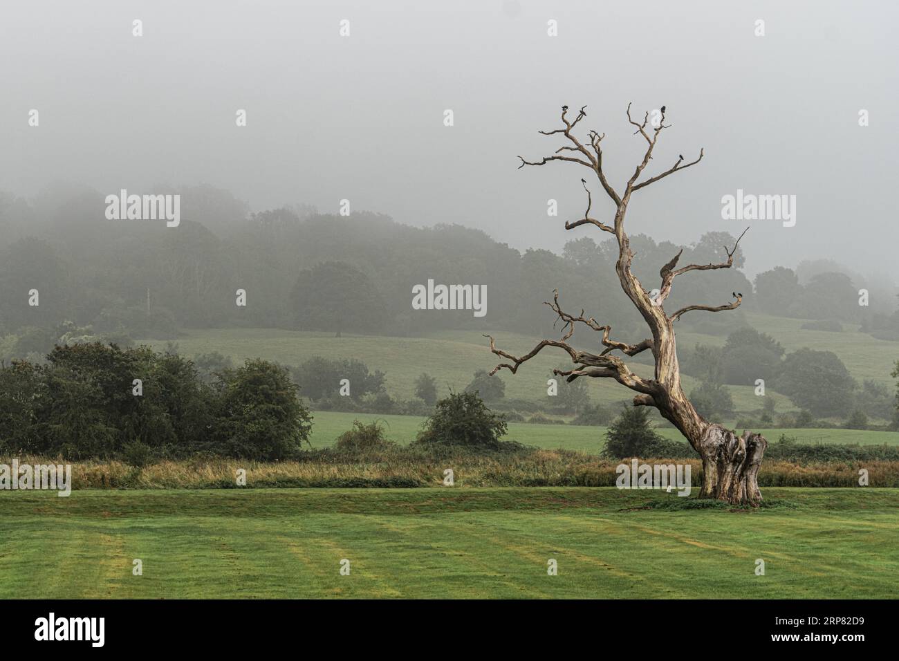 Old tree, landscape, Cheltenham, Cotswolds, England, Great Britain ...