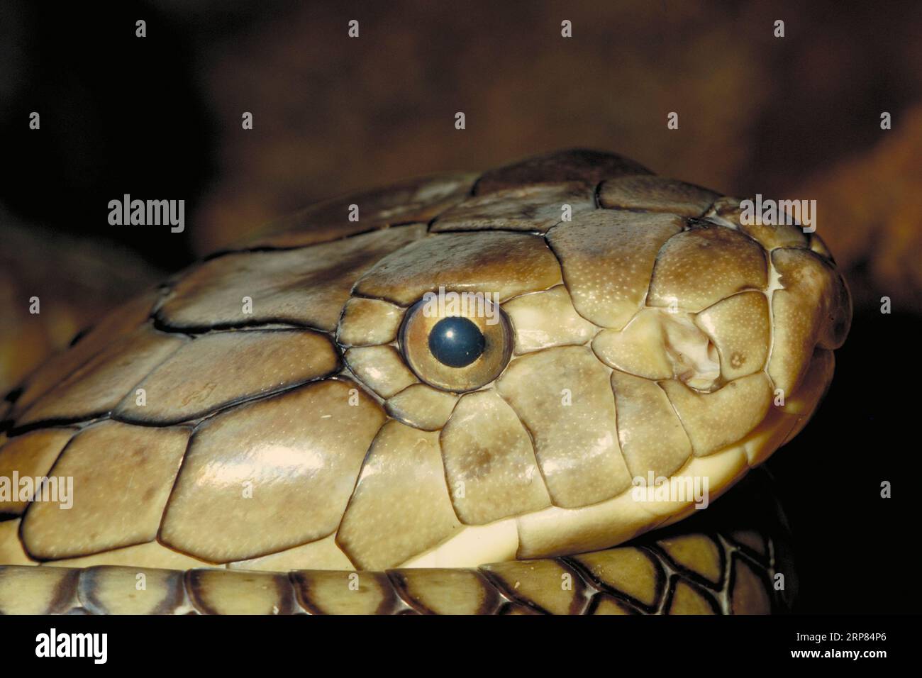 Cobra snake portrait hi-res stock photography and images - Alamy