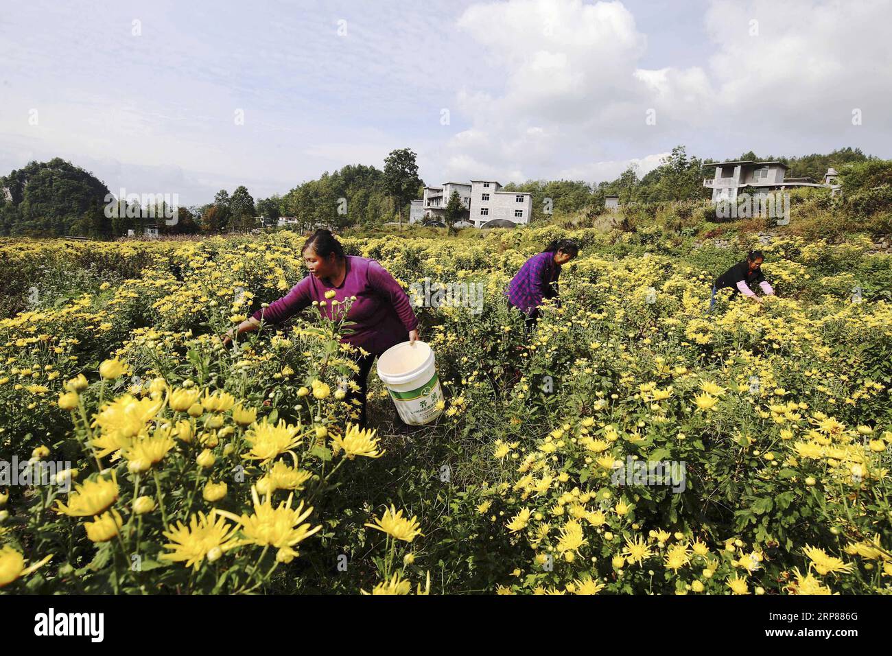 99 million hi-res stock photography and images - Alamy