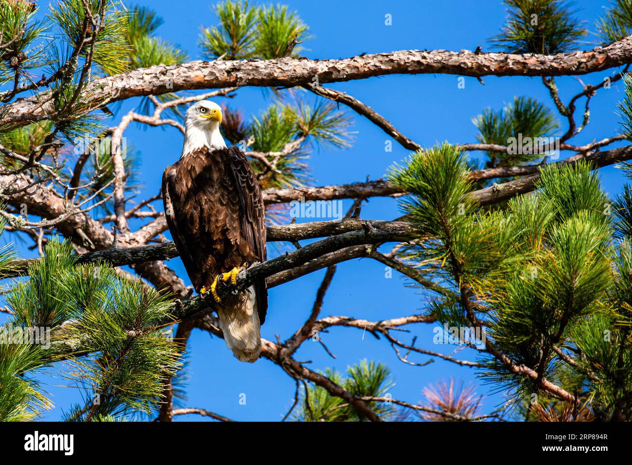 Adult bald eagle (Haliaeetus leuocephalus) perched in a pine tree on ...