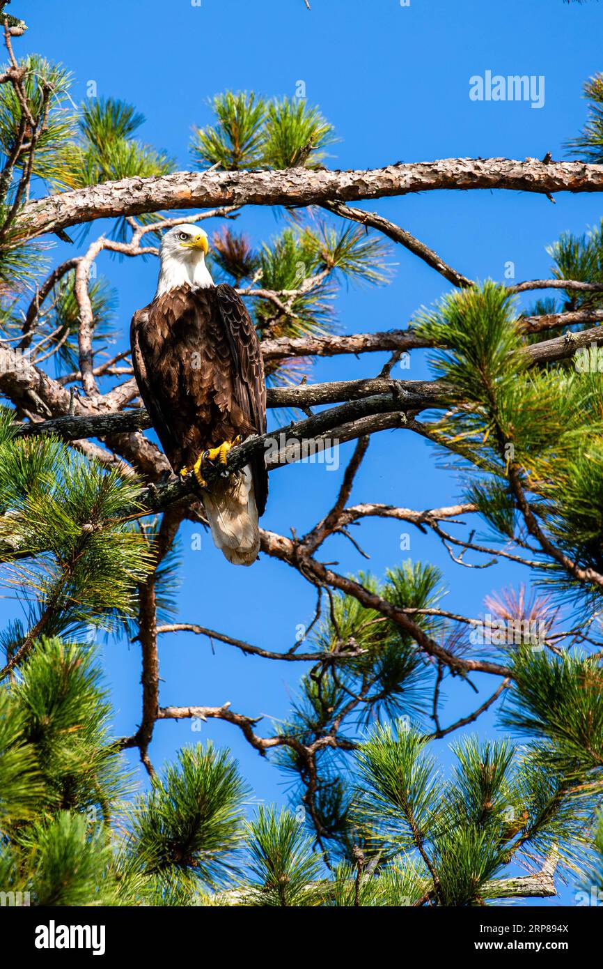 Adult bald eagle in tree hi-res stock photography and images - Alamy