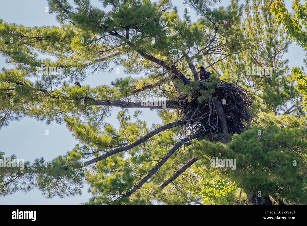 Bald Eagle Haliaeetus Leuocephalus Two Young Eaglets Returning To The