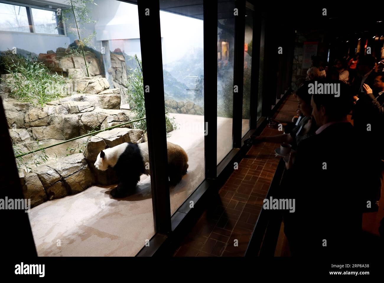 (190223) -- WASHINGTON, Feb. 23, 2019 -- Giant Panda Mei Xiang plays in ...