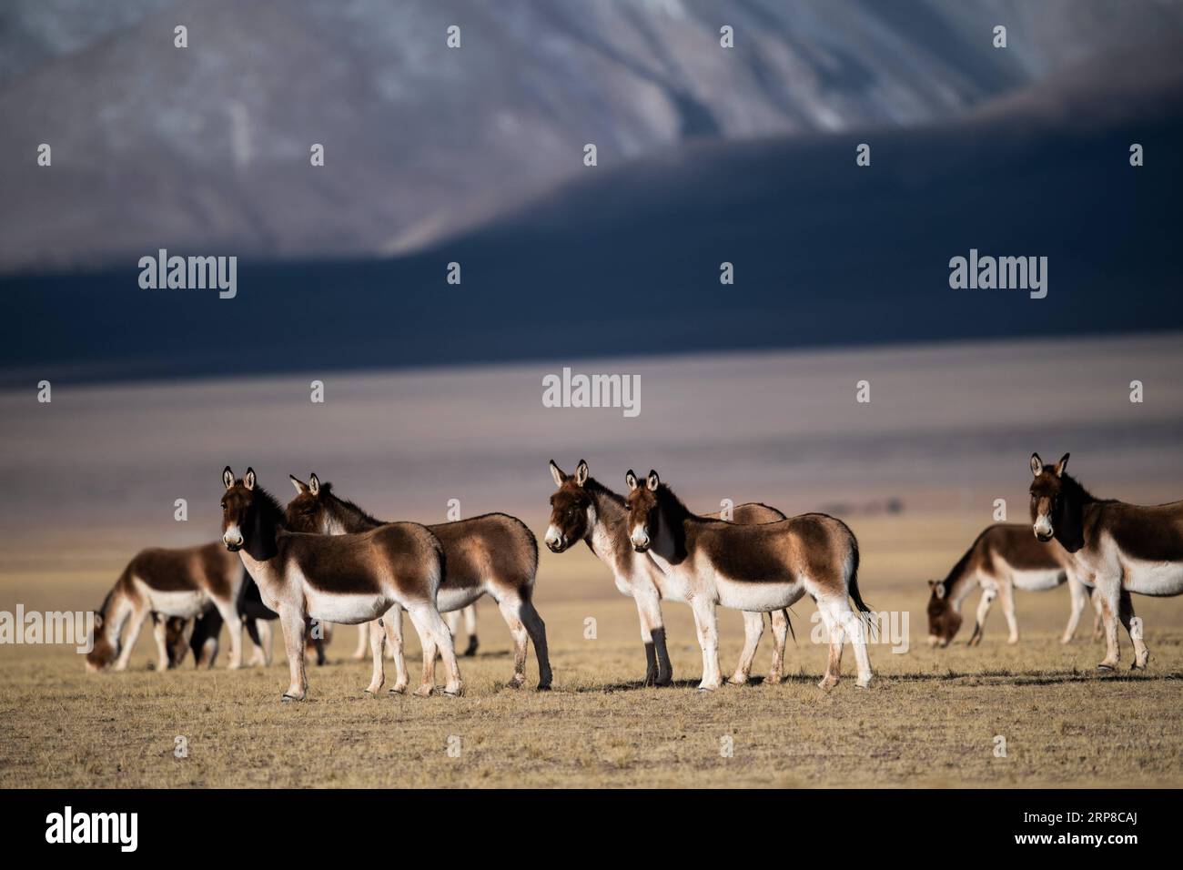 Tibetan wild donkeys hi-res stock photography and images - Alamy
