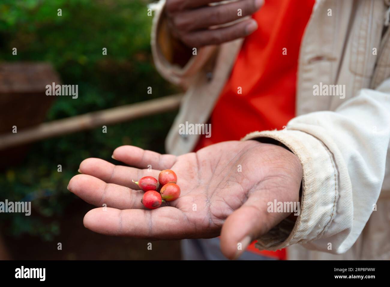 In the hills of southern Laos,a farmer picks and holds red,berry like ...