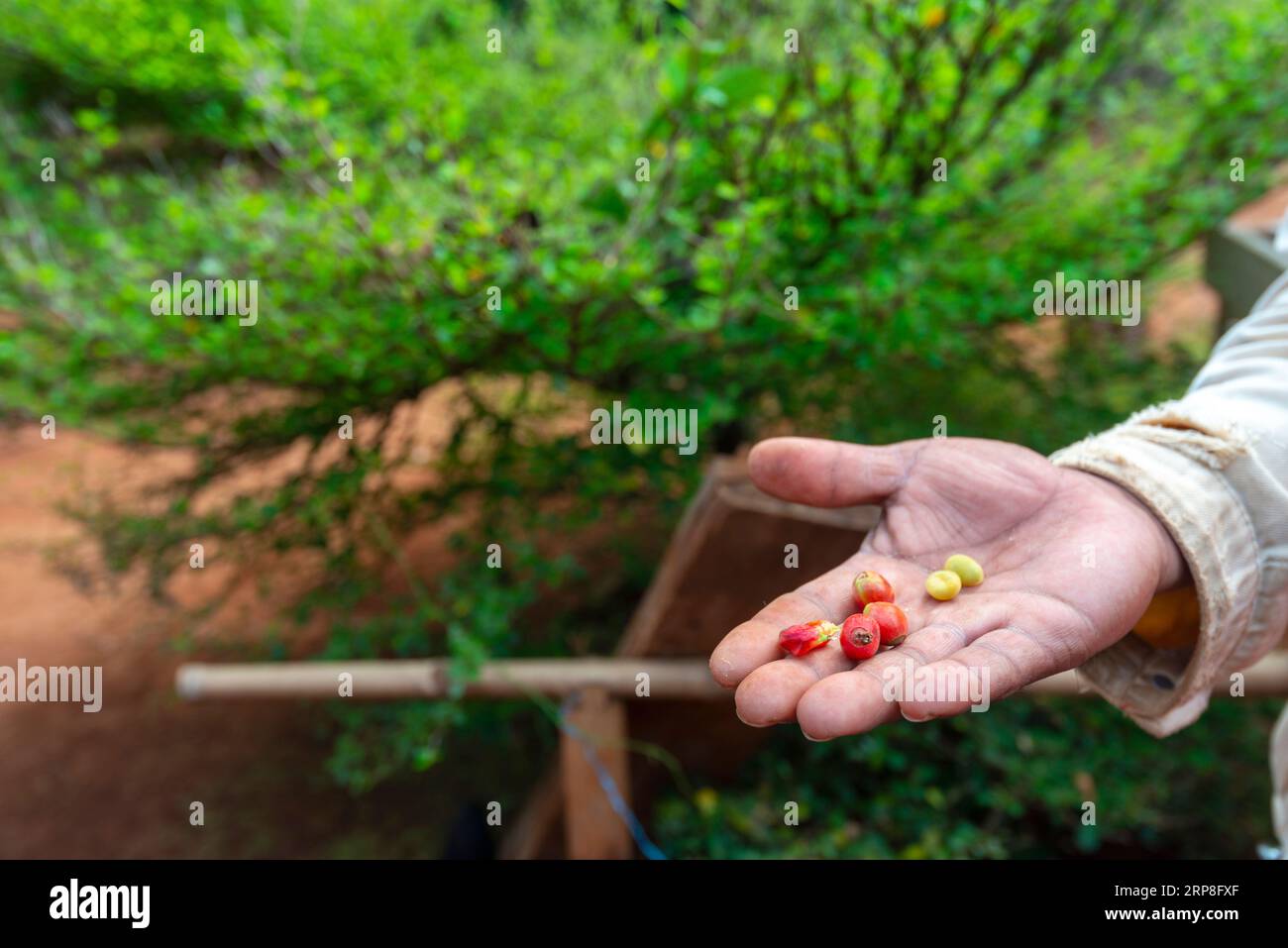 In the hills of southern Laos,a farmer picks and holds red,berry like ...