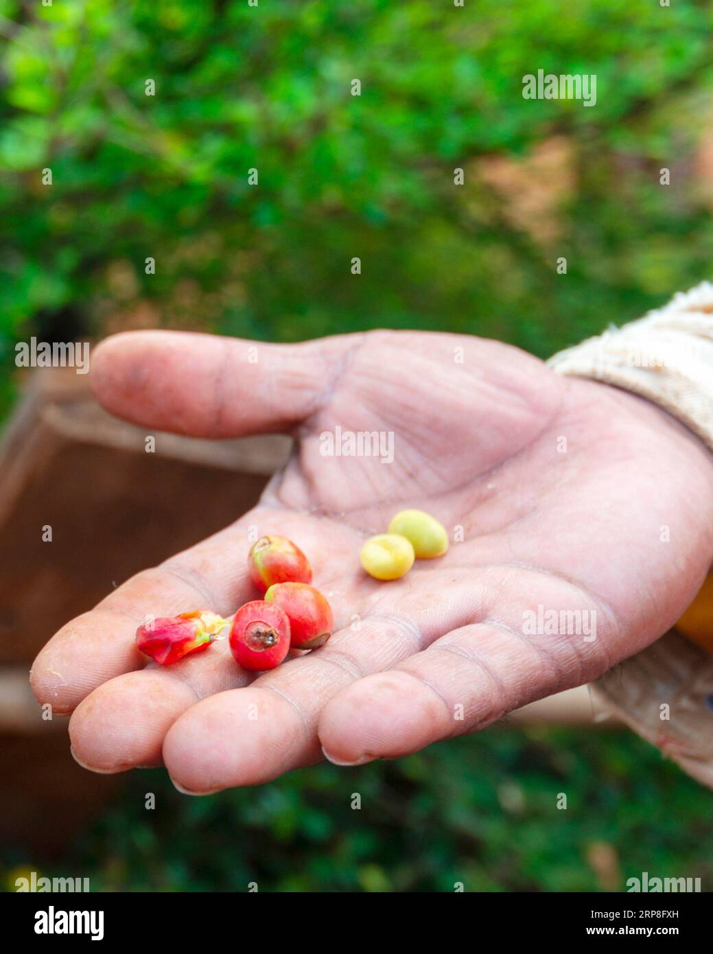 In the hills of southern Laos,a farmer picks and holds red,berry like coffee beans,to show state ...