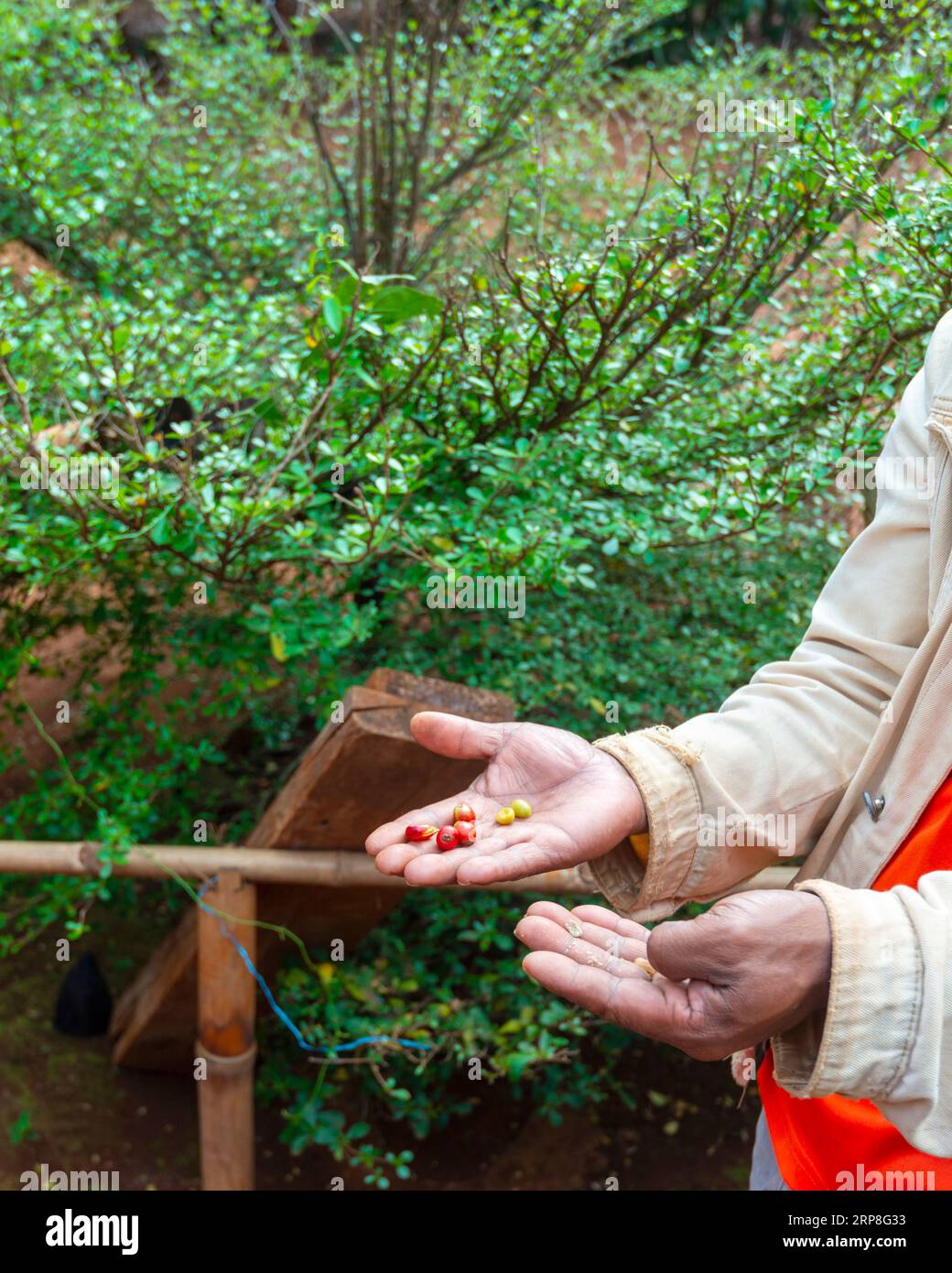 In the hills of southern Laos,a farmer picks and holds red,berry like ...