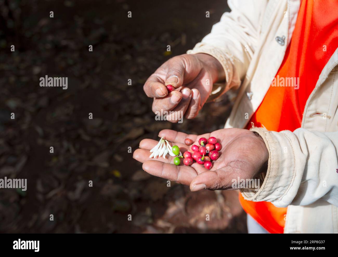 In the hills of southern Laos,a farmer picks and holds red,berry like ...