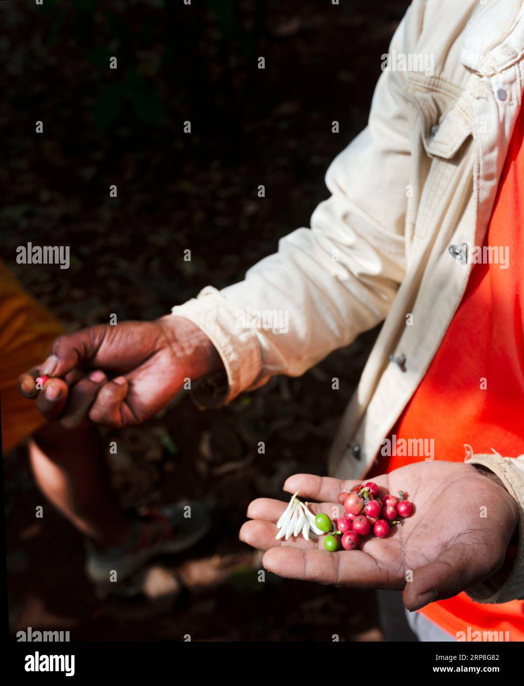 In the hills of southern Laos,a farmer picks and holds red,berry like ...