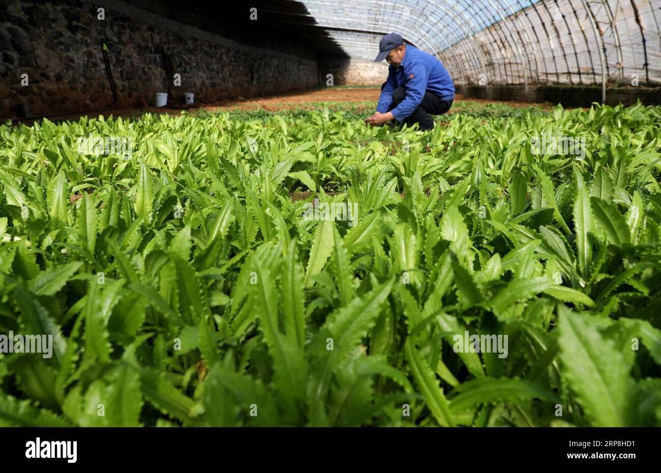 Waking of insects hi-res stock photography and images - Alamy