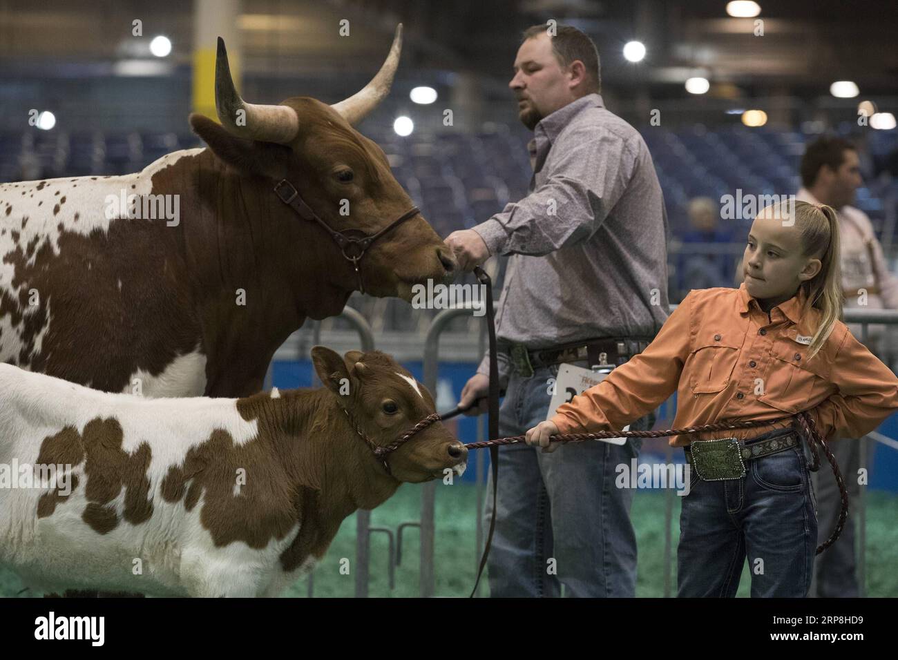 (190306) -- HOUSTON, March 6, 2019 -- A Texas Longhorn and its calf are ...