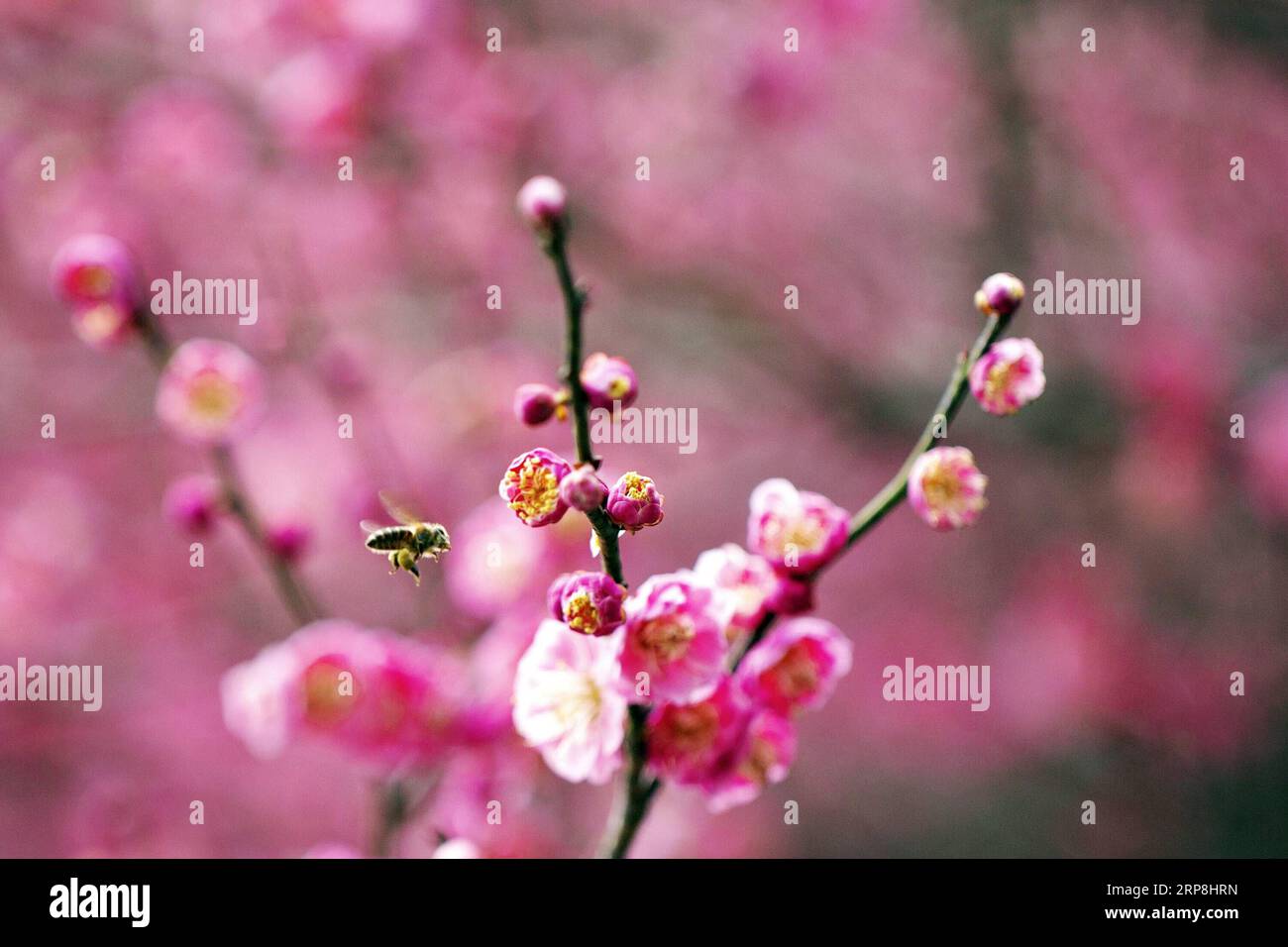 Waking of insects hi-res stock photography and images - Alamy