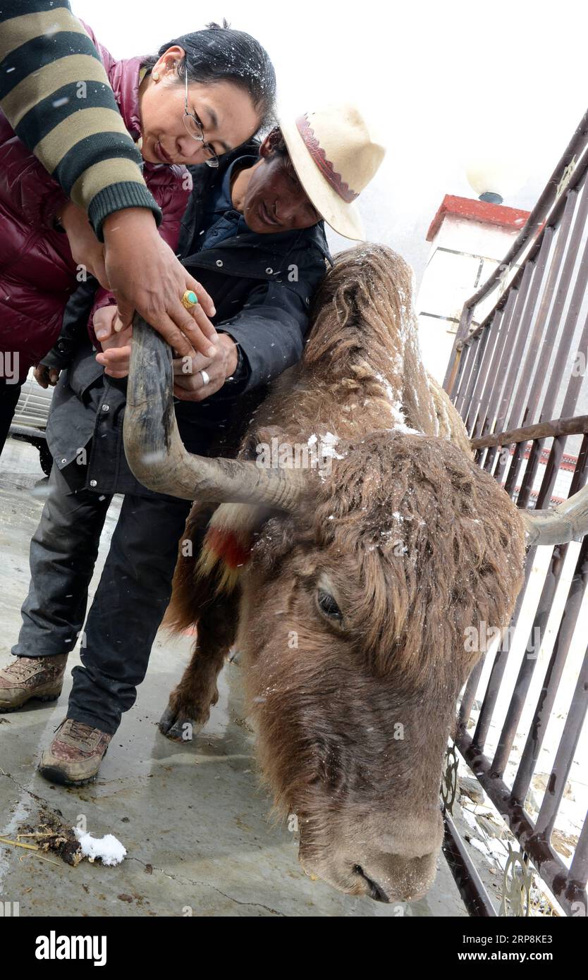 Scientist yak research hi-res stock photography and images - Alamy