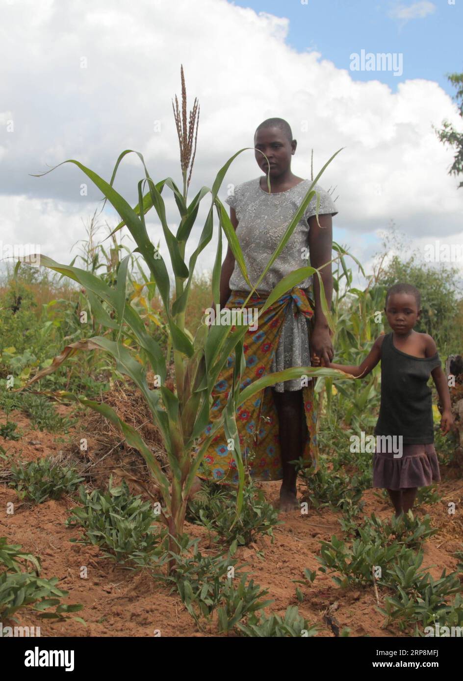 Farmer crop zimbabwe hi-res stock photography and images - Alamy
