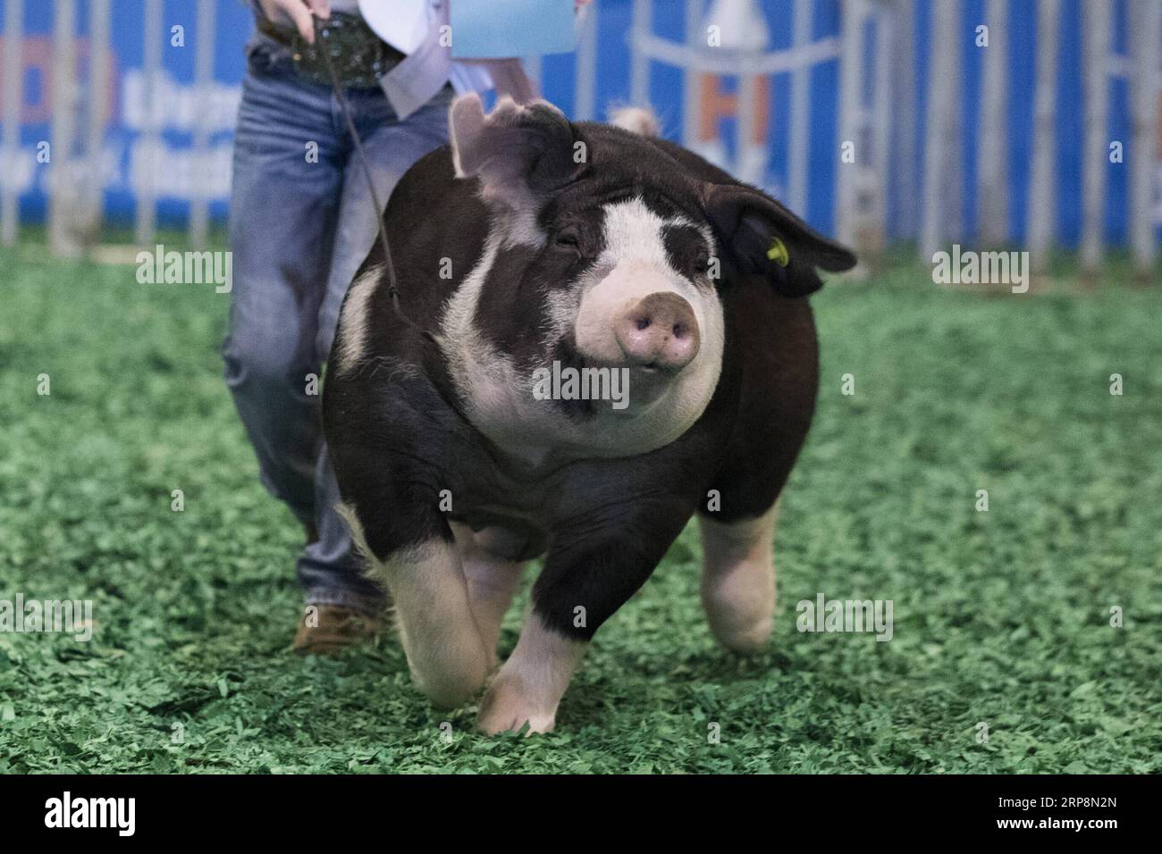 Judges spring hi-res stock photography and images - Alamy