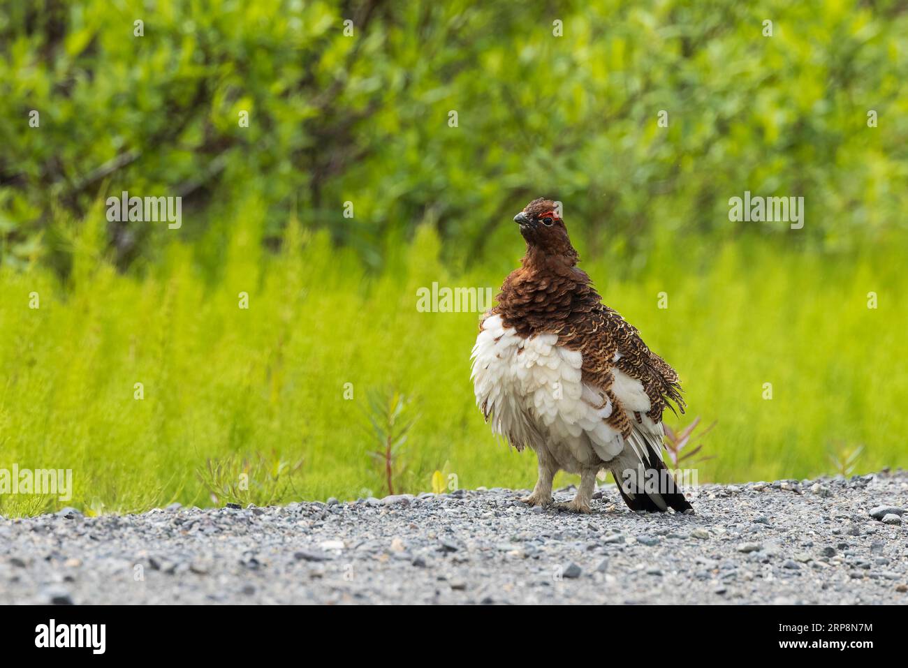Male Willow Ptarmigan Closeup on the Ground Stock Photo - Alamy