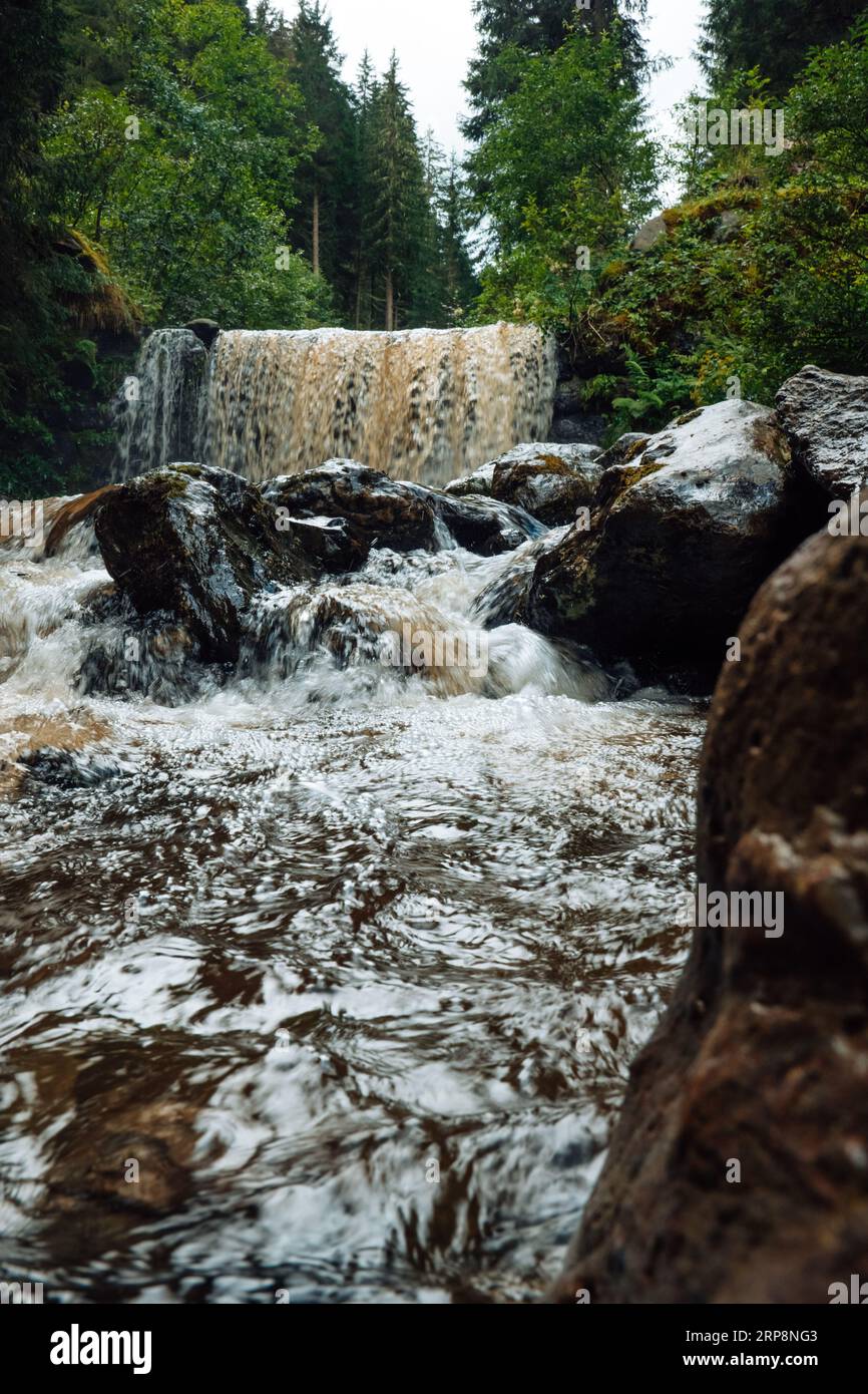 forest river.Beautiful natural background with water and green plants ...