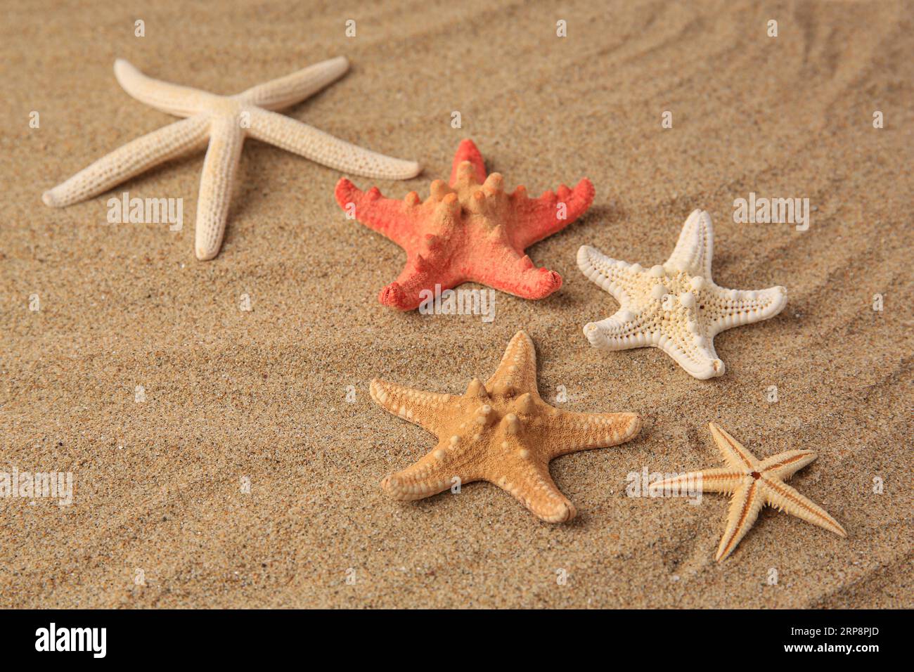 Many beautiful different sea stars on sand Stock Photo - Alamy