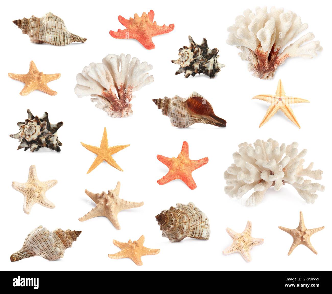 Corals on beach tropical Cut Out Stock Images & Pictures - Alamy