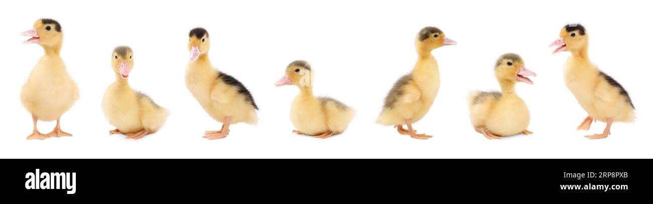 Collage with cute fluffy ducklings on white background. Baby animal ...