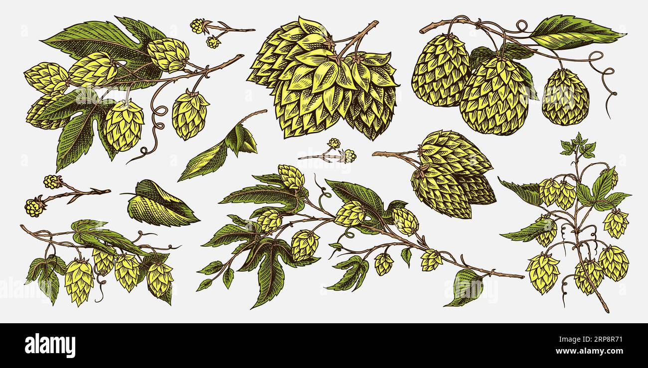 Hop cones and Barley. Malt Beer. Engraved vintage set. Hand drawn ...