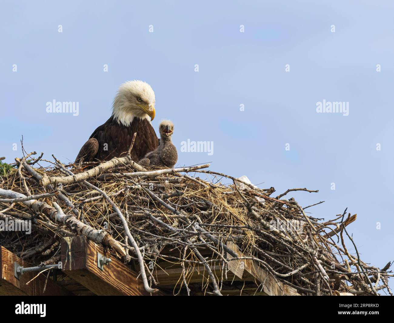 American Bald Eagle with Chick Stock Photo - Alamy