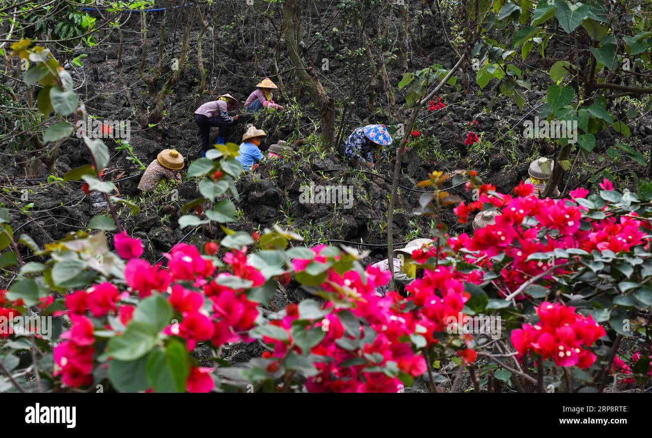 (190314) -- HAIKOU, March 14, 2019 (Xinhua) -- Farmers plant dendrobe ...