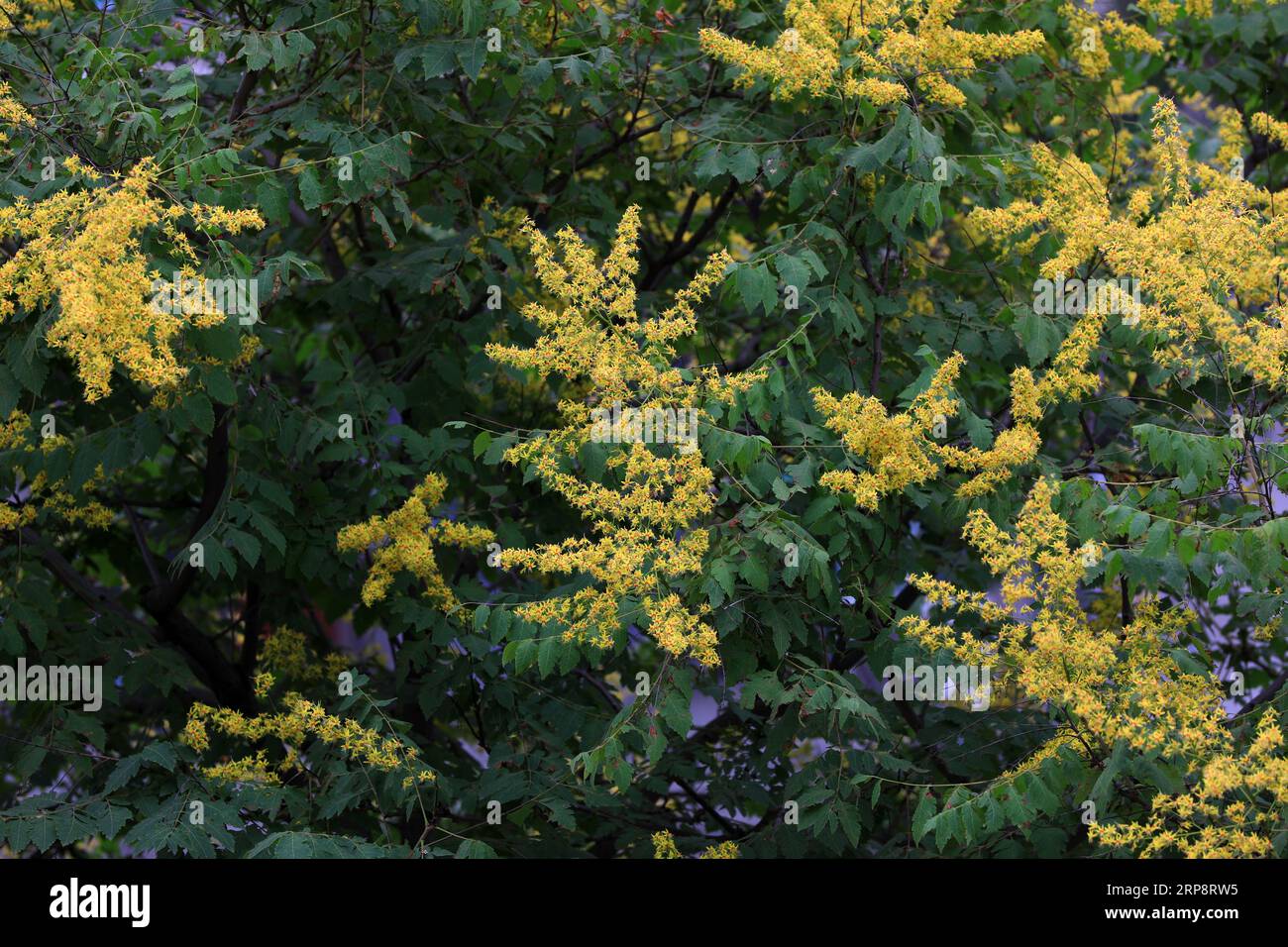 goldenrain tree flowers in the garden Stock Photo - Alamy