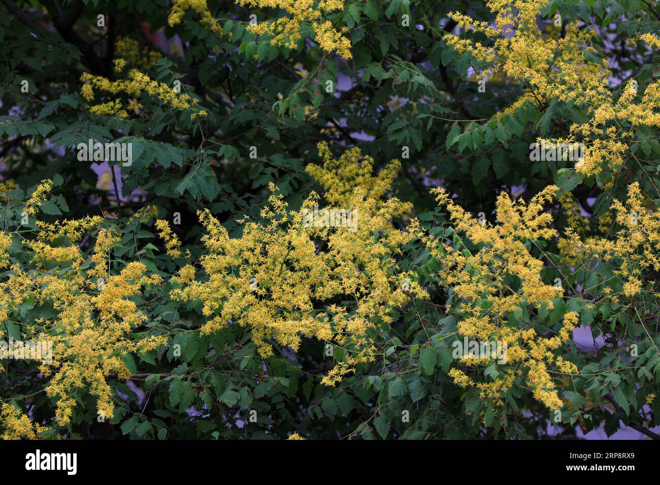 goldenrain tree flowers in the garden Stock Photo - Alamy