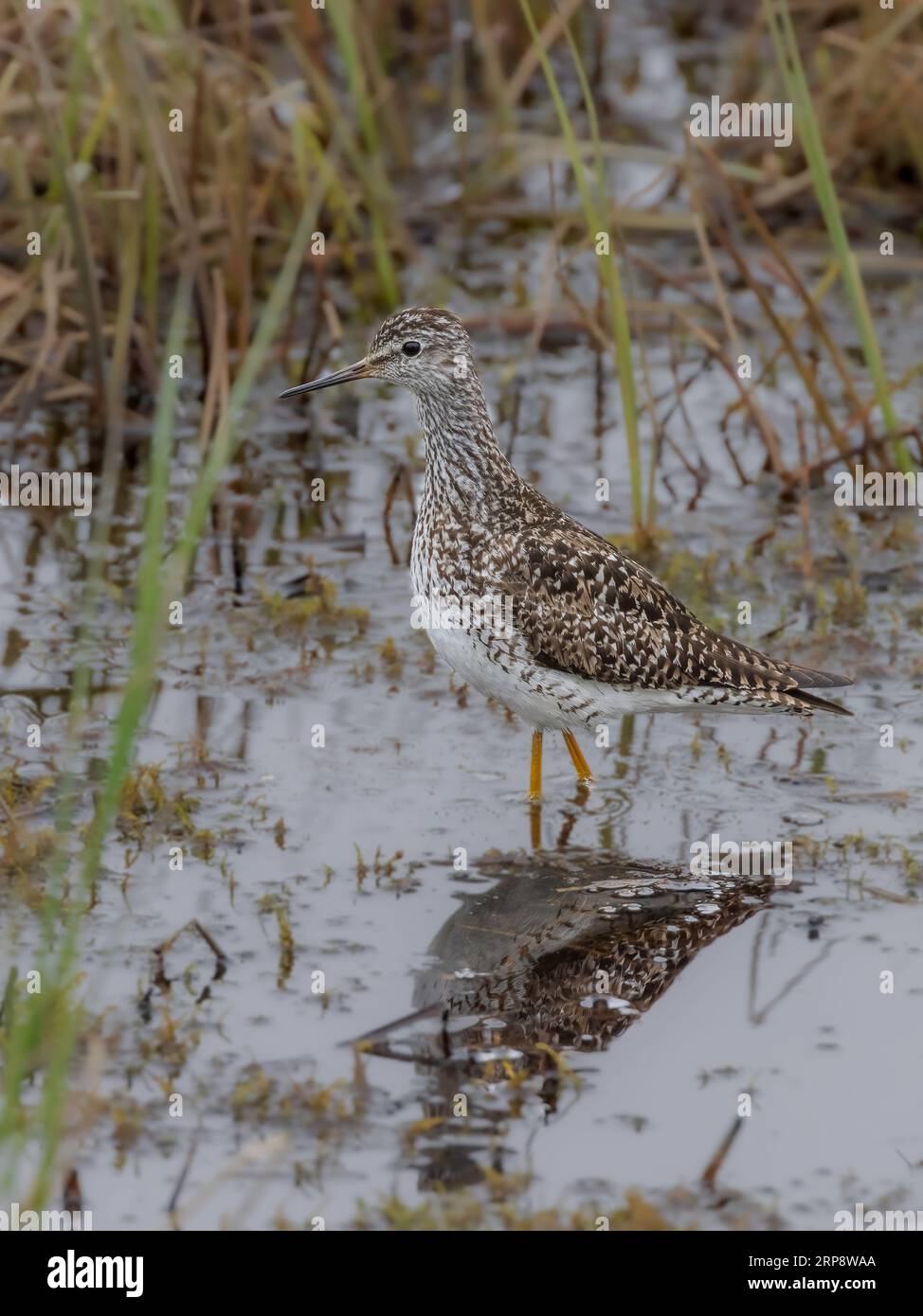 Lesser Yellowlegs in Alaska Stock Photo - Alamy