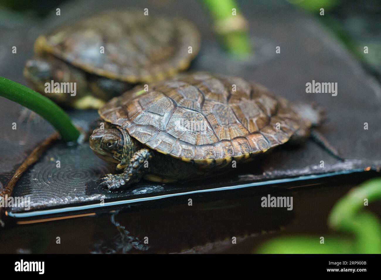 Two western pond turtle hatchlings bask under a light Stock Photo - Alamy