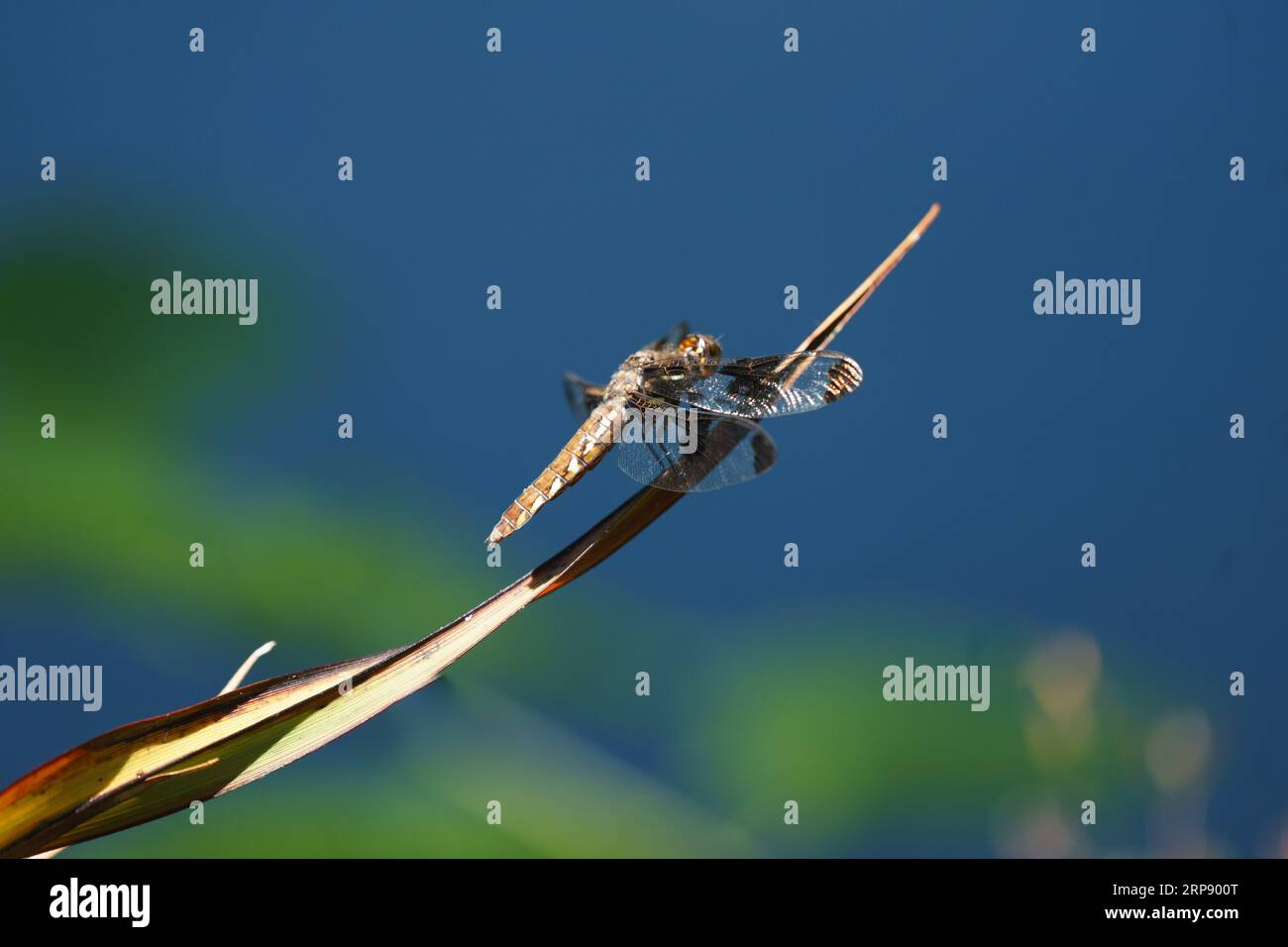 A dragonfly resting in the sun by a pond on a summer day at the Oregon ...