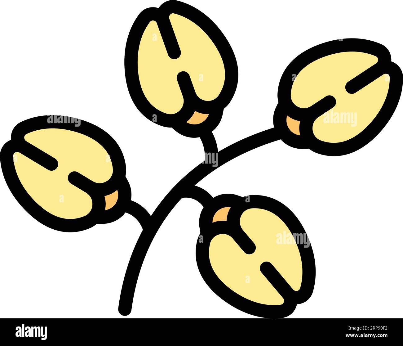 Buckwheat plant icon outline vector. Flower cereal. Nature organic ...