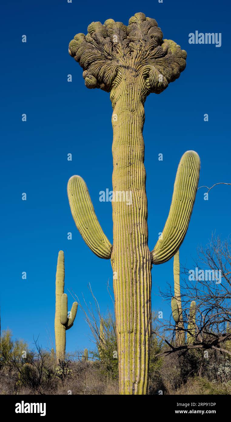 Saquaro cactus hi-res stock photography and images - Alamy