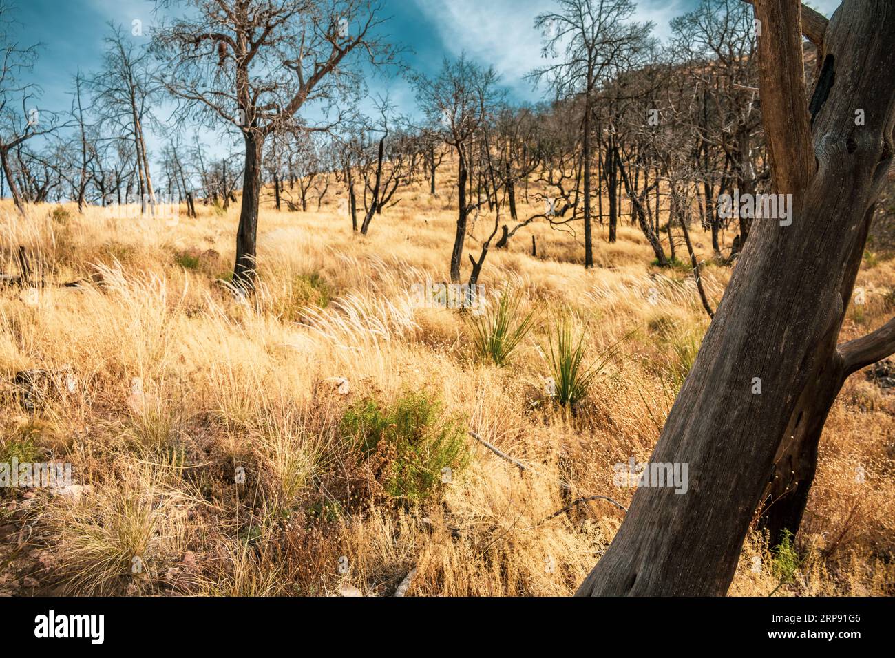 Golden Grasses Blow In The Wind Beneath Forest Fire Burned Trees In Big ...