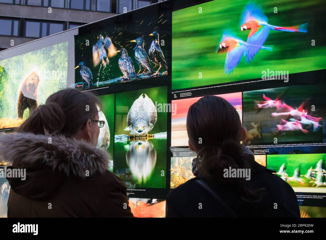 Mate bence hi-res stock photography and images - Alamy