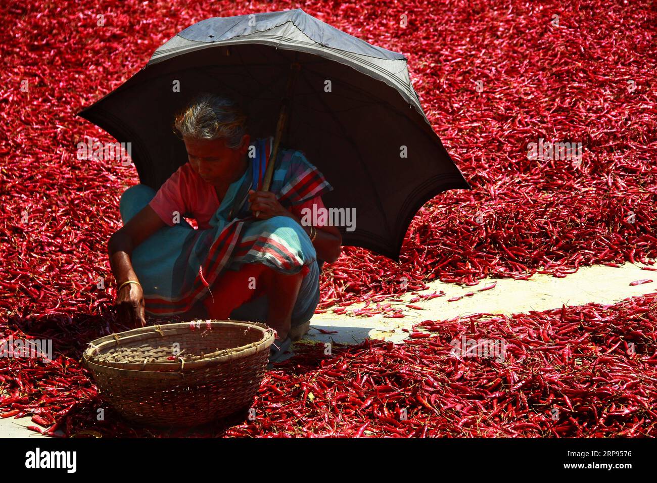 Bangladesh bogra chili hi-res stock photography and images - Alamy