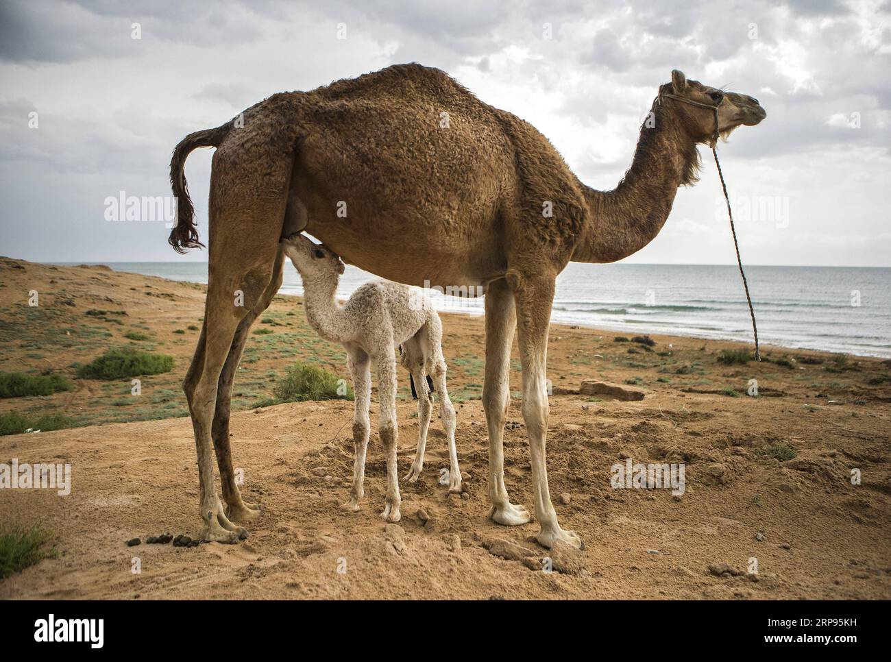 Camel qeshm iran hi-res stock photography and images - Alamy