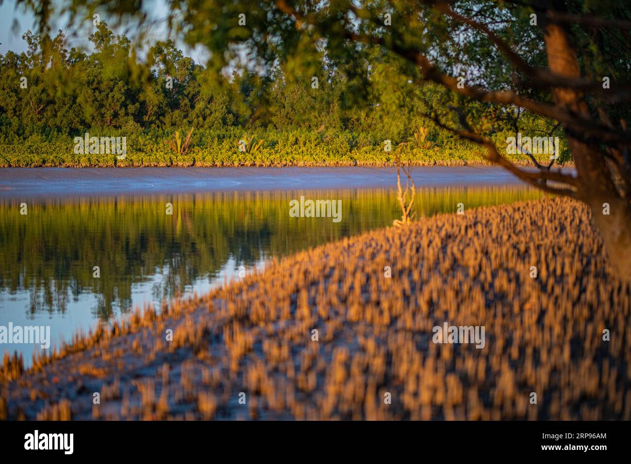 Sundarbans, Bangladesh: Sundarbans Mangrove forest, the largest ...