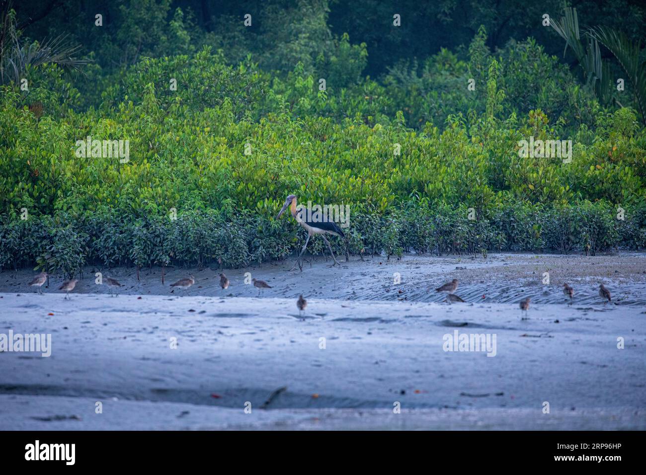 Sundarbans, Bangladesh: A Lesser Adjutant (Leptoptilos javanicus) in ...