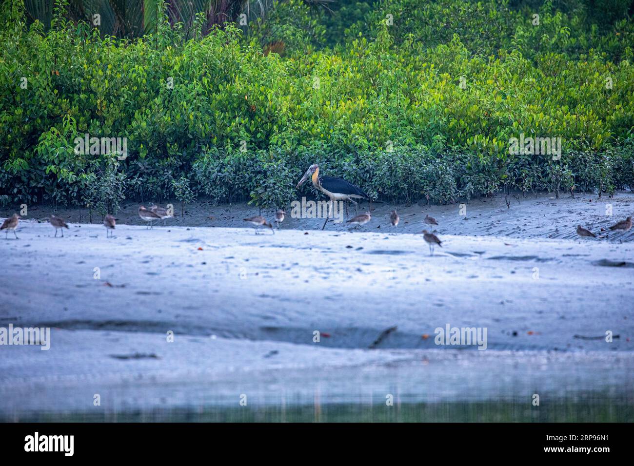 Sundarbans, Bangladesh: A Lesser Adjutant (Leptoptilos javanicus) in ...