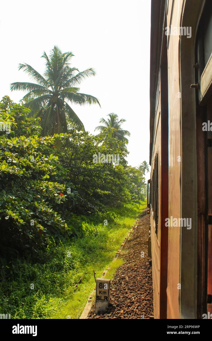 View from the train on the palm trees and jungle on the way from Unawatuna to Colombo, copy ...